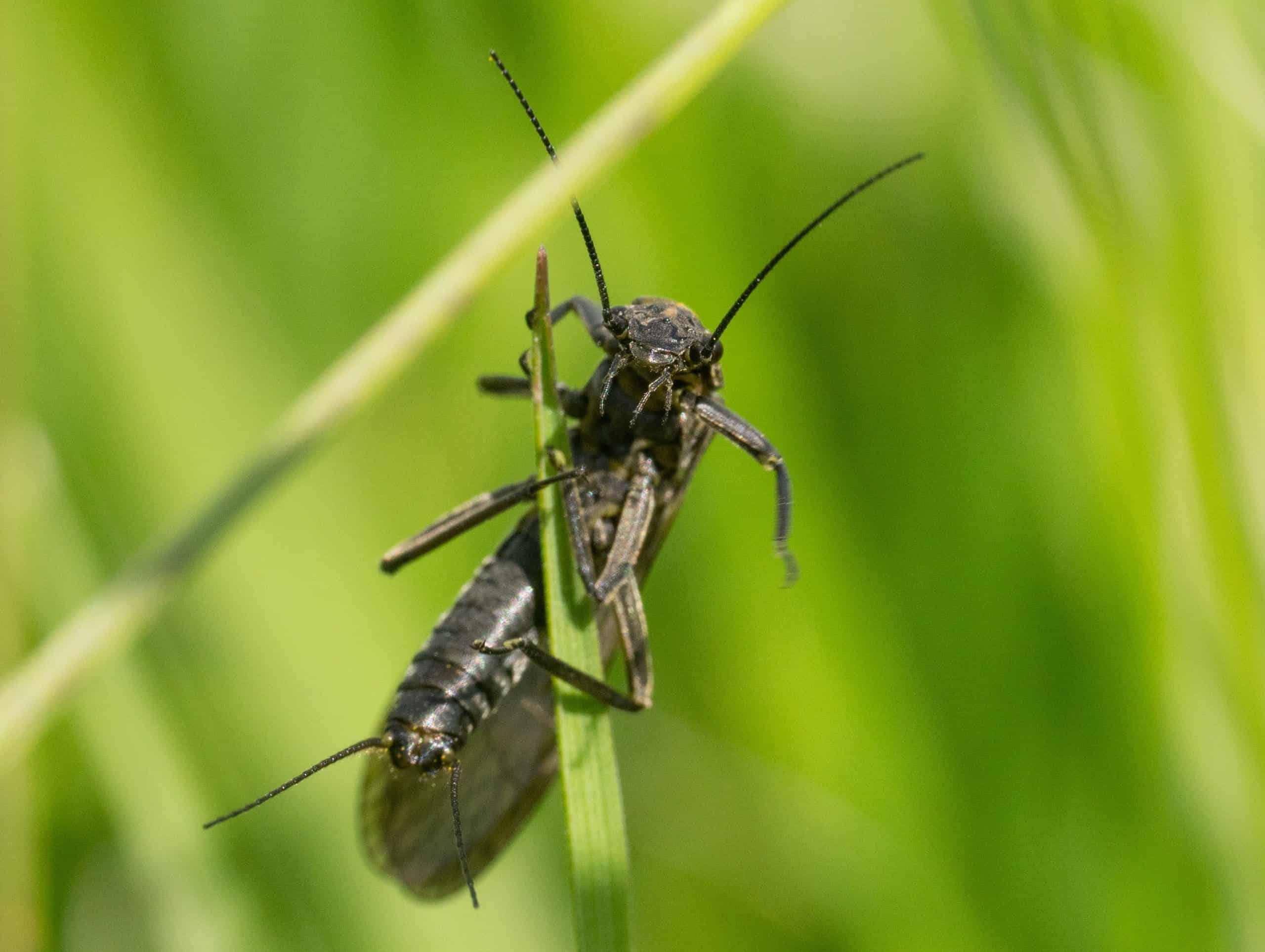 Isogenus Nubecula-fedrwch helpu i ddod o hyd i'r anifail prinnaf yn ...